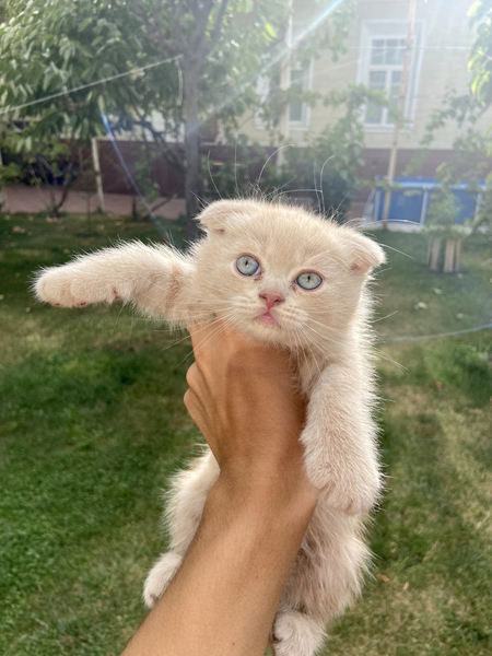 skotish fold britan котёнки