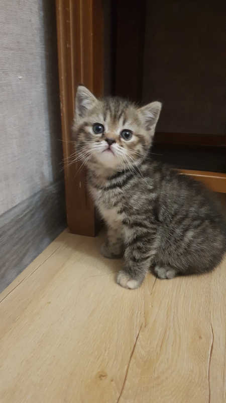 Котята Скотиш Страйт