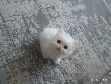 Продается котенок
