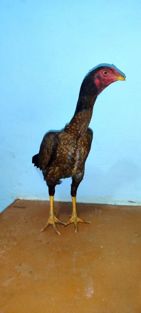 Kulangi tuxumlari sotiladi