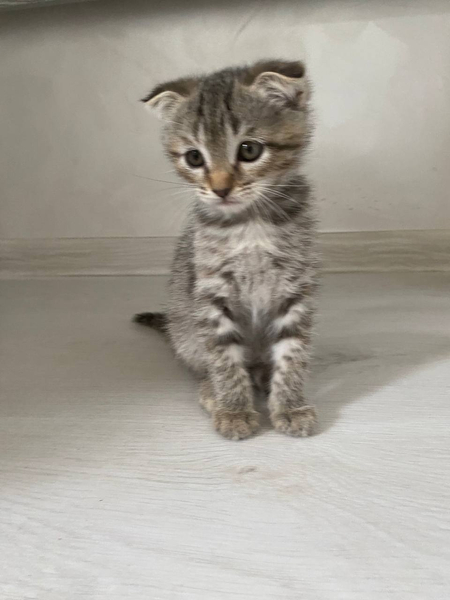 Скоттиш фолд 2,5 месяца