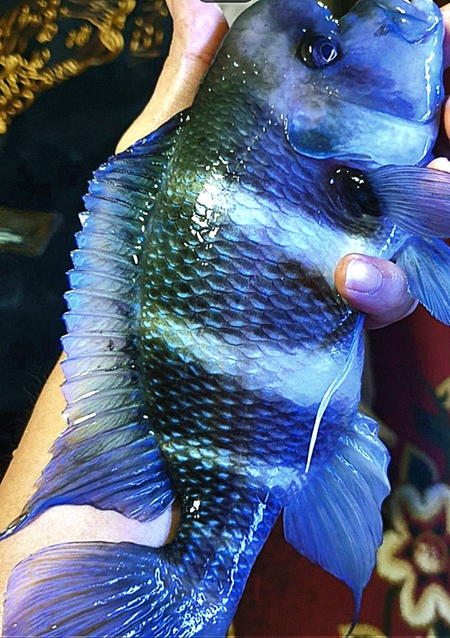 Продам мальков Frontoza North blue.