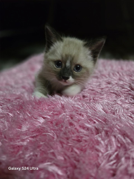 Котята Сиамские