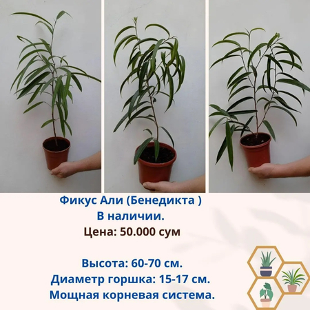 Фикус Али (Бенедикта ) . Цветы для дома и офиса.