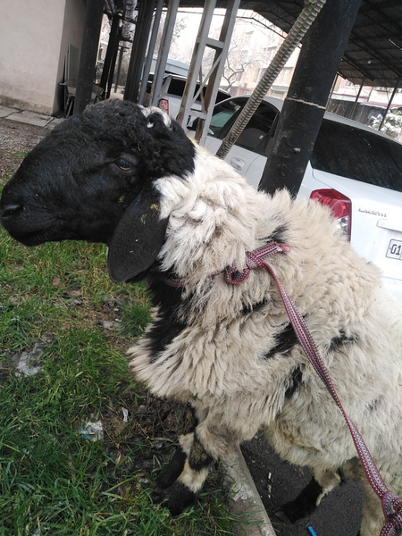 Qoy qoylar баран бараны овца  Jaydari Qassob мясник KALLA POCHA XASIB