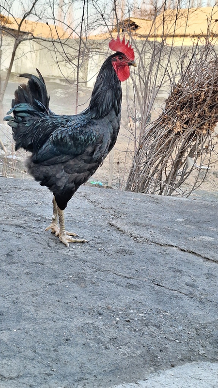 Gigant Qora shaxzoda