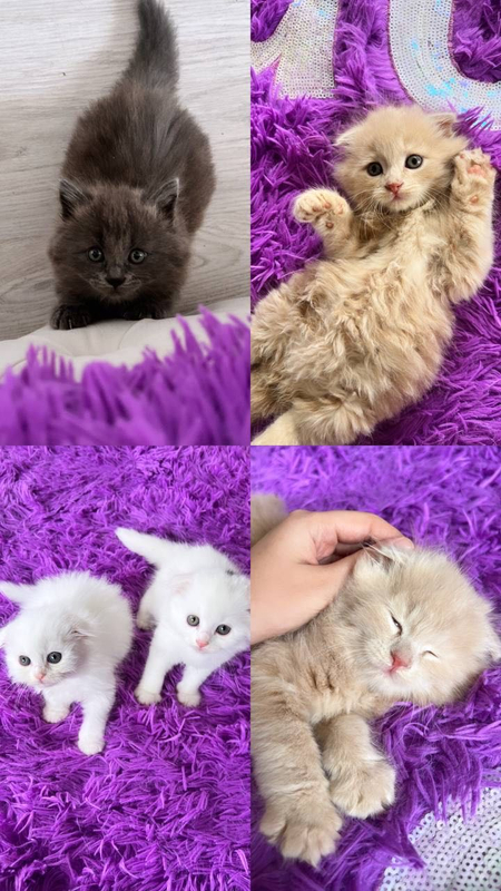 Продаются вислоухие котята