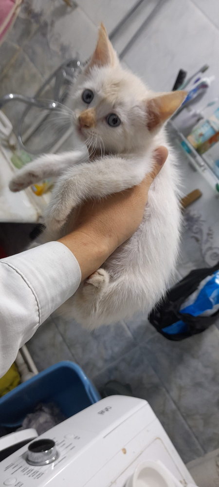 Продаётся скотча страйт с турецкой