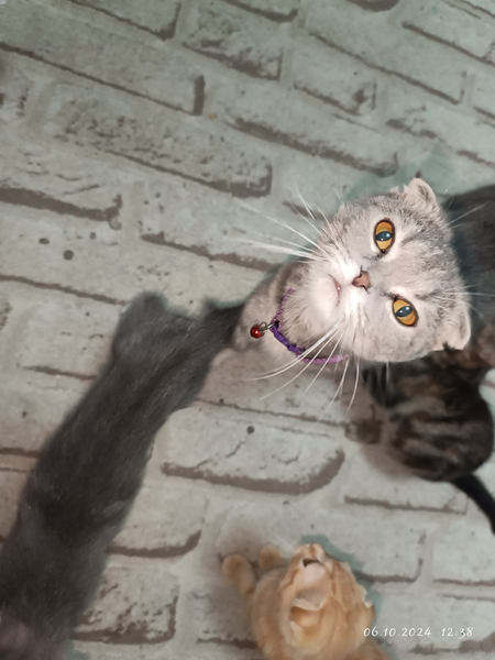 Продаются котята, срочно