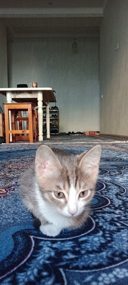 Mushukcha sotiladi