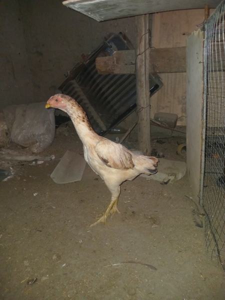 Turk mokiyon sotiladi manzil kogon