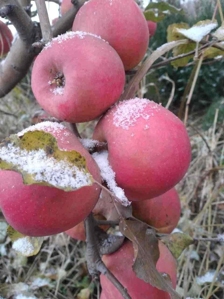 Koʻchatlar va dikirativlar
