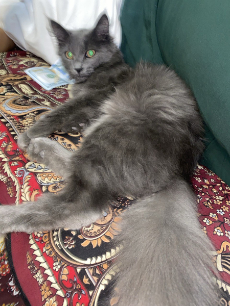 Кошка ангорка сотилади