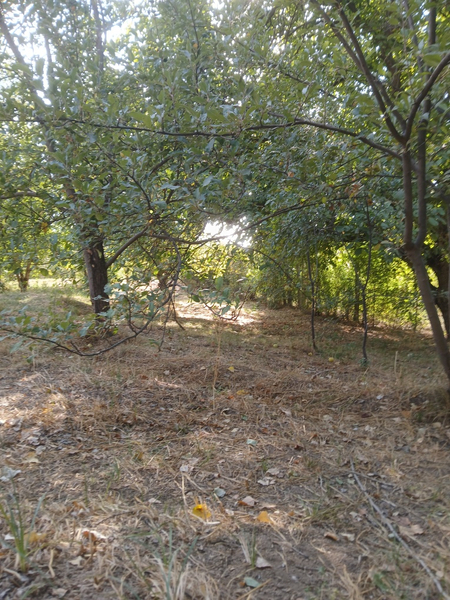 Dacha quriw uchun yer sotiladi 6 sotox