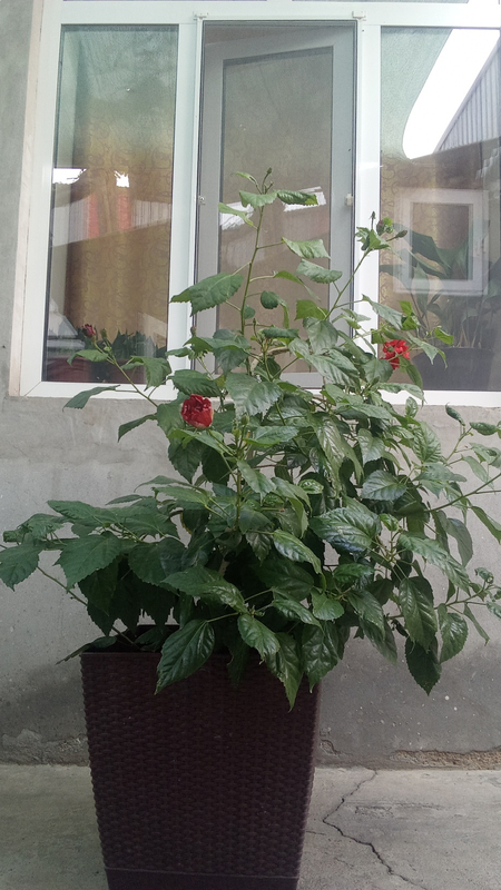 Китайская роза цветущая