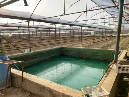 Продается Теплица 2,8га. Охангарон. Issiqxona sotiladi 2,8 gektar.