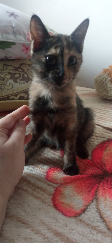 Продам красивых котят
