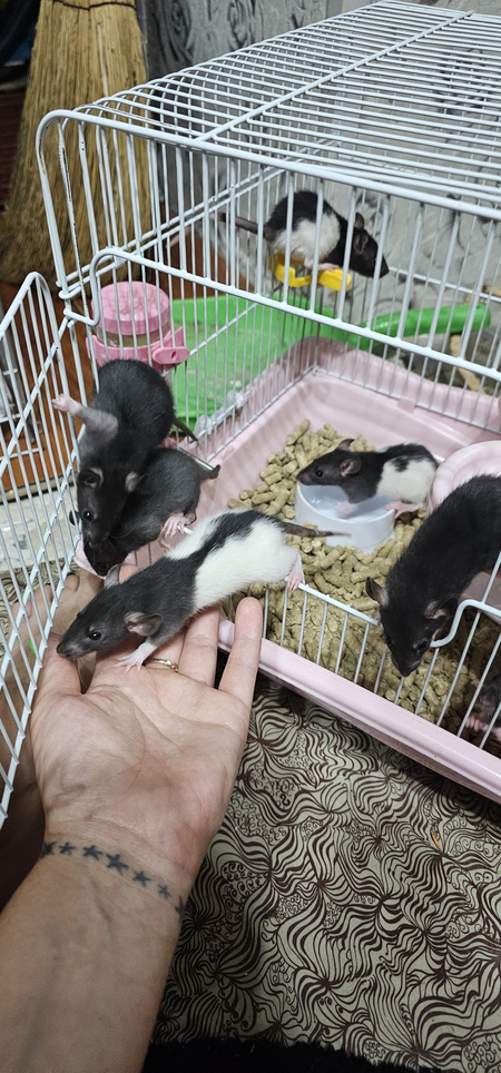 Ручные крысята Дамбо