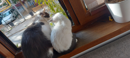 Котята в добрые руки 2.5 м-ца