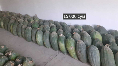 Тулки тумшуқ навли қовунларимиз сотувда