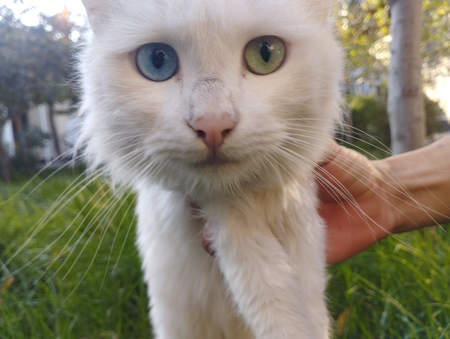 Кошка турецкая ангора