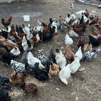 Продаются домашние куры и цыплята