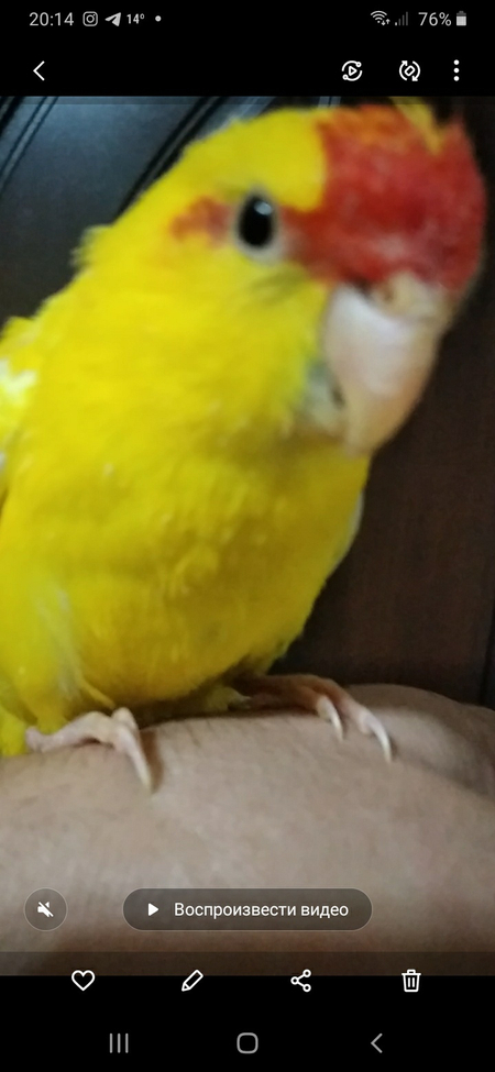 Ruchnoy papugay sotiladi