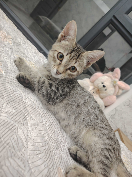 Котик в добрые ручки