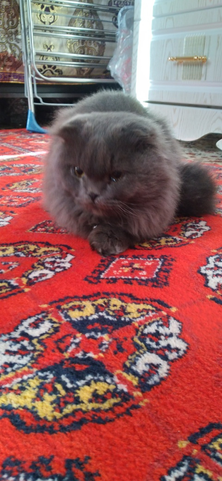 Британский кот породистый