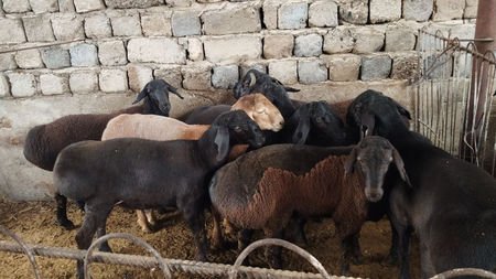 Zotdor hisori quchqorlar 80kglik