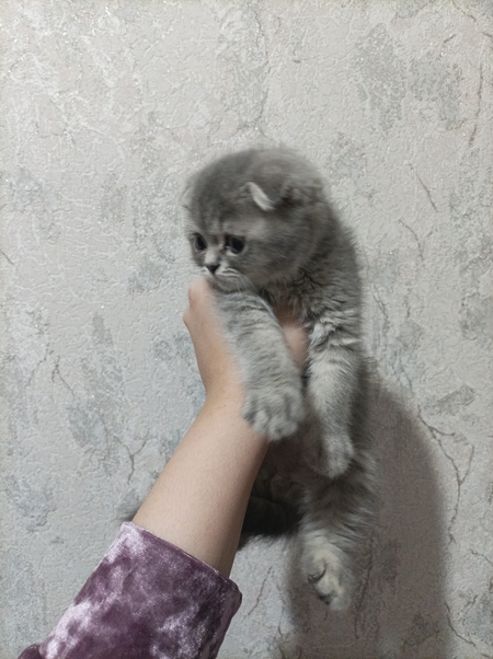 Skotish fold 1yarm oyli ogil qiz aralash