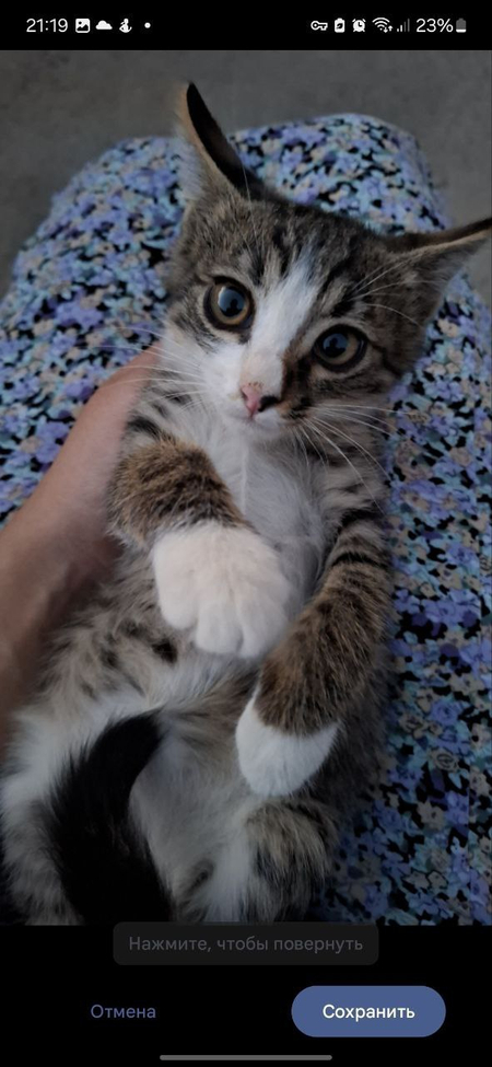 Кошка отдаем бесплатные
