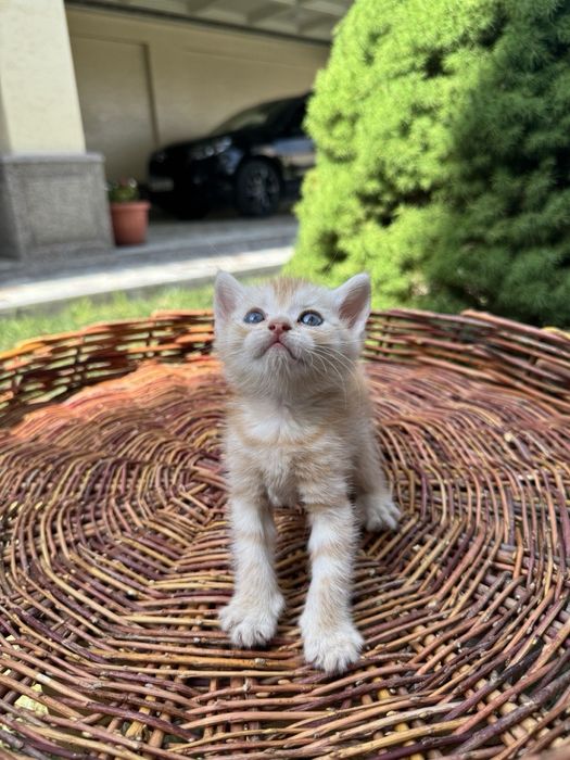 Продаются котята, скотиш фолд