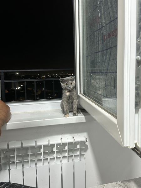 Продаётся котёнок в