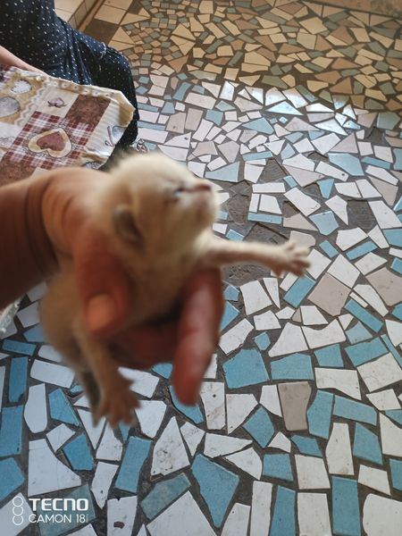 Отдам 4 котонков бесплатно