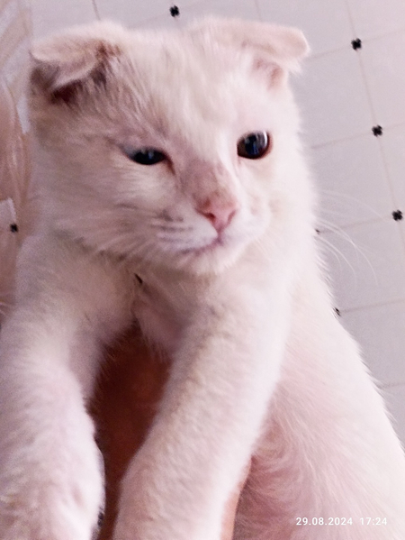 Шотландский вислоухий котёнок мальчик