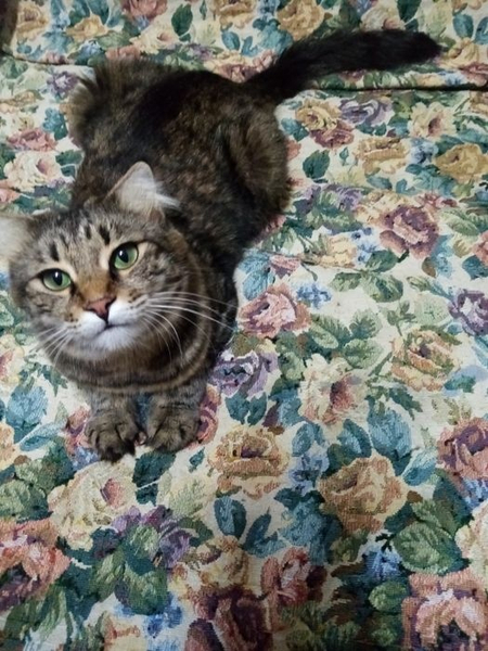 Котята породистые  фолд и страйт