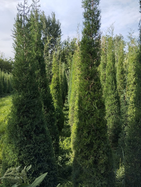 Арча кучатлари можжевельник