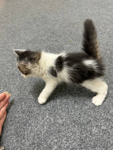 Котята в хорошие руки