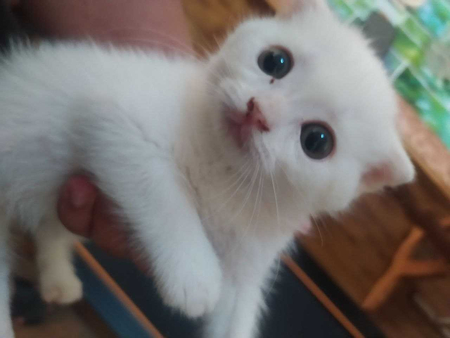 Mushuk Scotish fold 1 Oyli  Кошка Скотиш фолд 1 месяц
