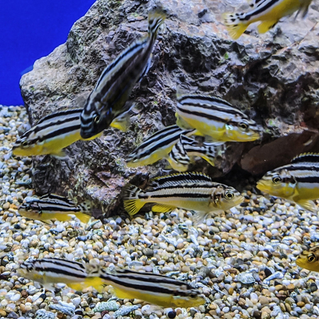Melenochromis Auratus  malki
