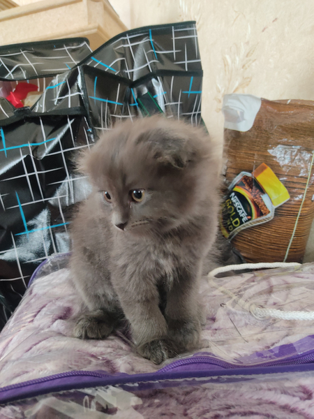 Продается Кошка Scottish Fold