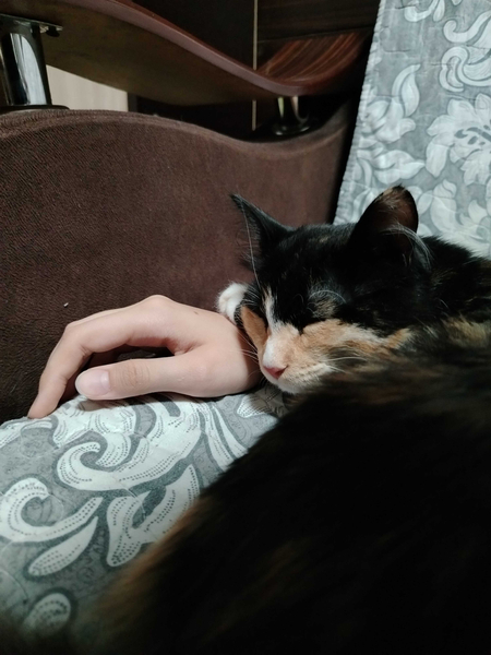 Котенок Девочка отдаётся в добрые руки!