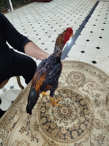 Dakan xorozlar turk zot
