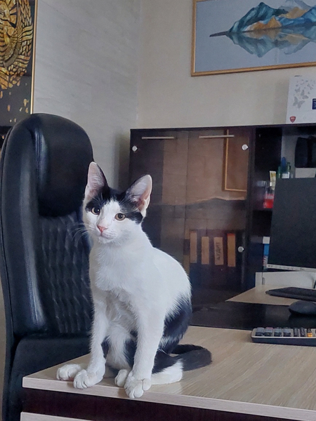 Котёнок мальчик. Привит,  имеет паспорт