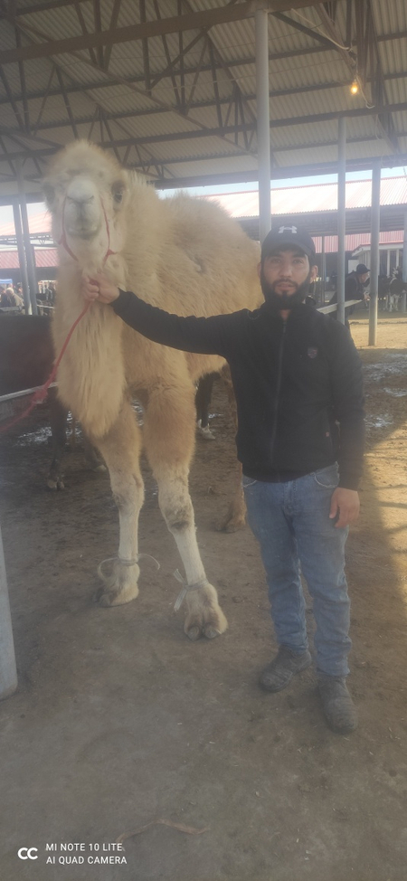 Qoylar bor zotga ham bor
