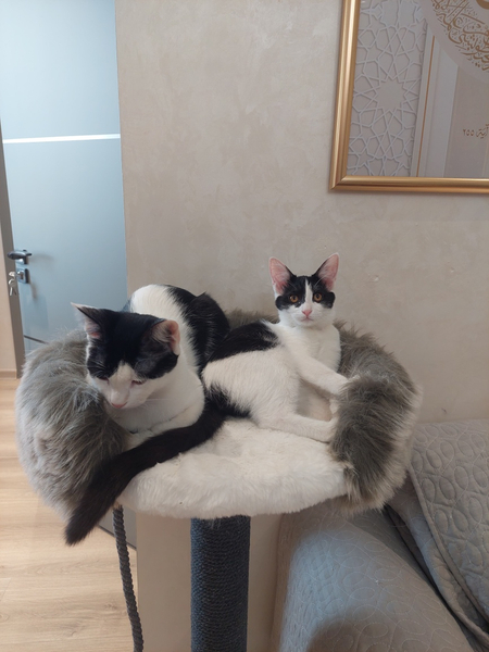 Котёнок девочка. Очень ласковая. Привита,  имеет паспорт