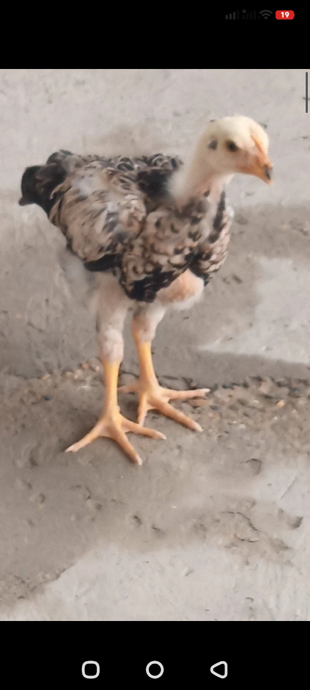 Zotli kulangi joʻjamiz sotiladi