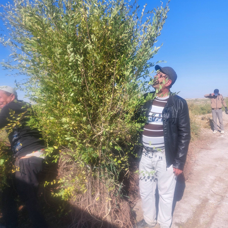 Qayragʻoch  (Гужум) кайрагоч