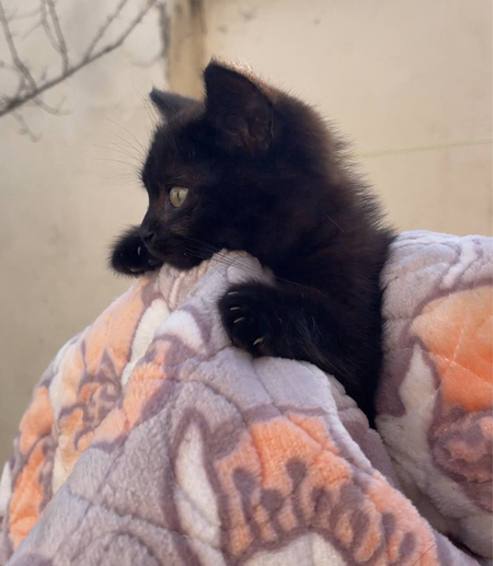 отдается котик в хорошие руки